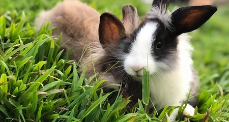 Arnab Village (Admission Ticket) - SabahTravel