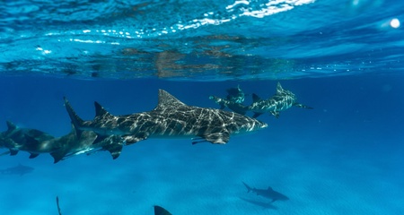 Different Sharks in Sabah