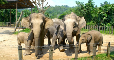 Lok Kawi Wildlife Park - SabahTravel