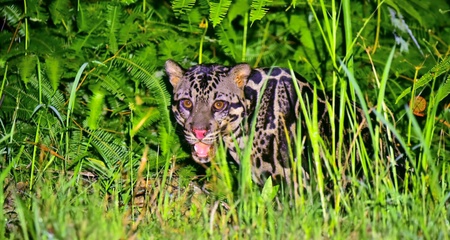 4D3N Trusan Sugut Wildlife Safari – Sabah Conservation & Wildlife