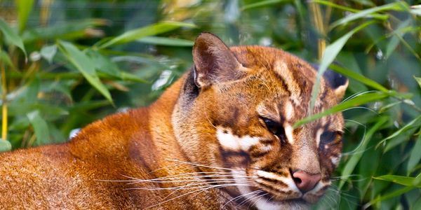 Wild Cats in Sabah